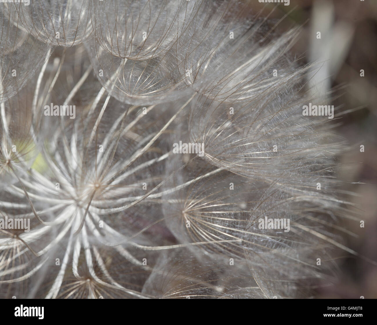 natural background of ripe goats beard plant seedhead Stock Photo - Alamy