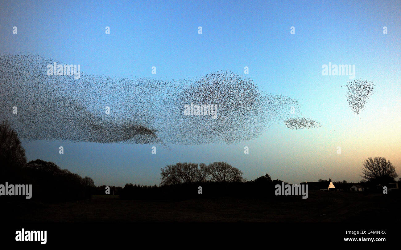 A murmuration of starlings signal winter is on its way as they arrive ...