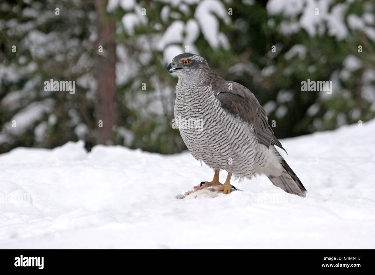 Hawks finland hi-res stock photography and images - Alamy