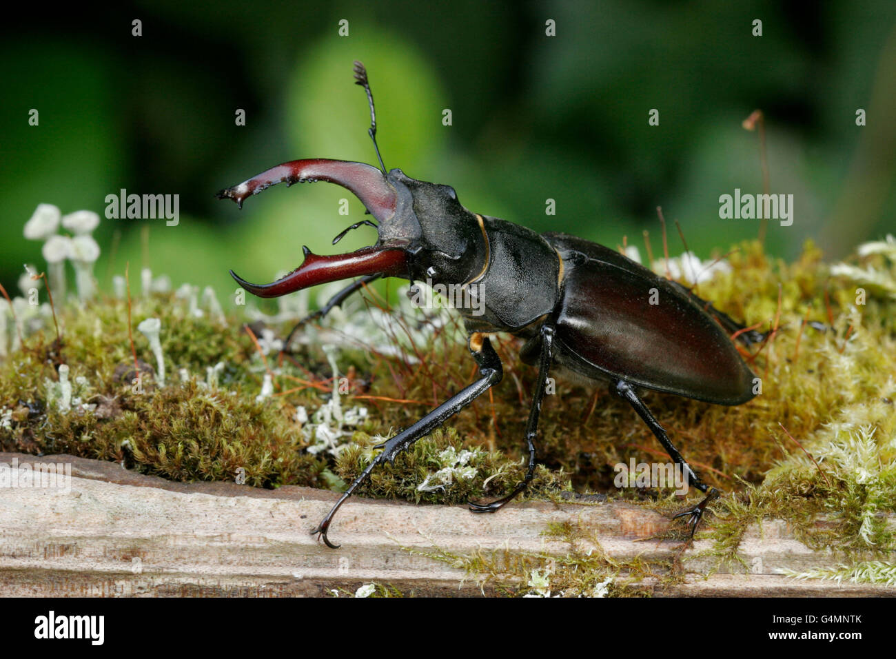 Stag Beetle, Lucanus cervus. Single adult male. Taken June, Lea Valley ...