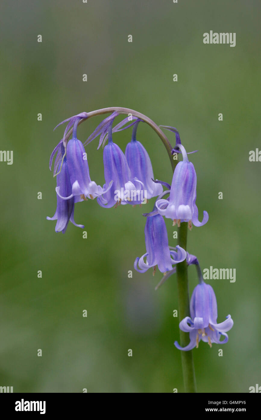 Bluebell, Endymion non-scriptus, single flower stem. Taken May ...