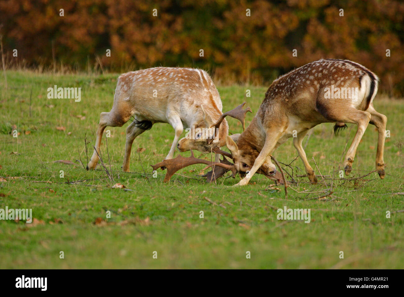 Fallow Deer Uk Rut High Resolution Stock Photography and Images - Alamy