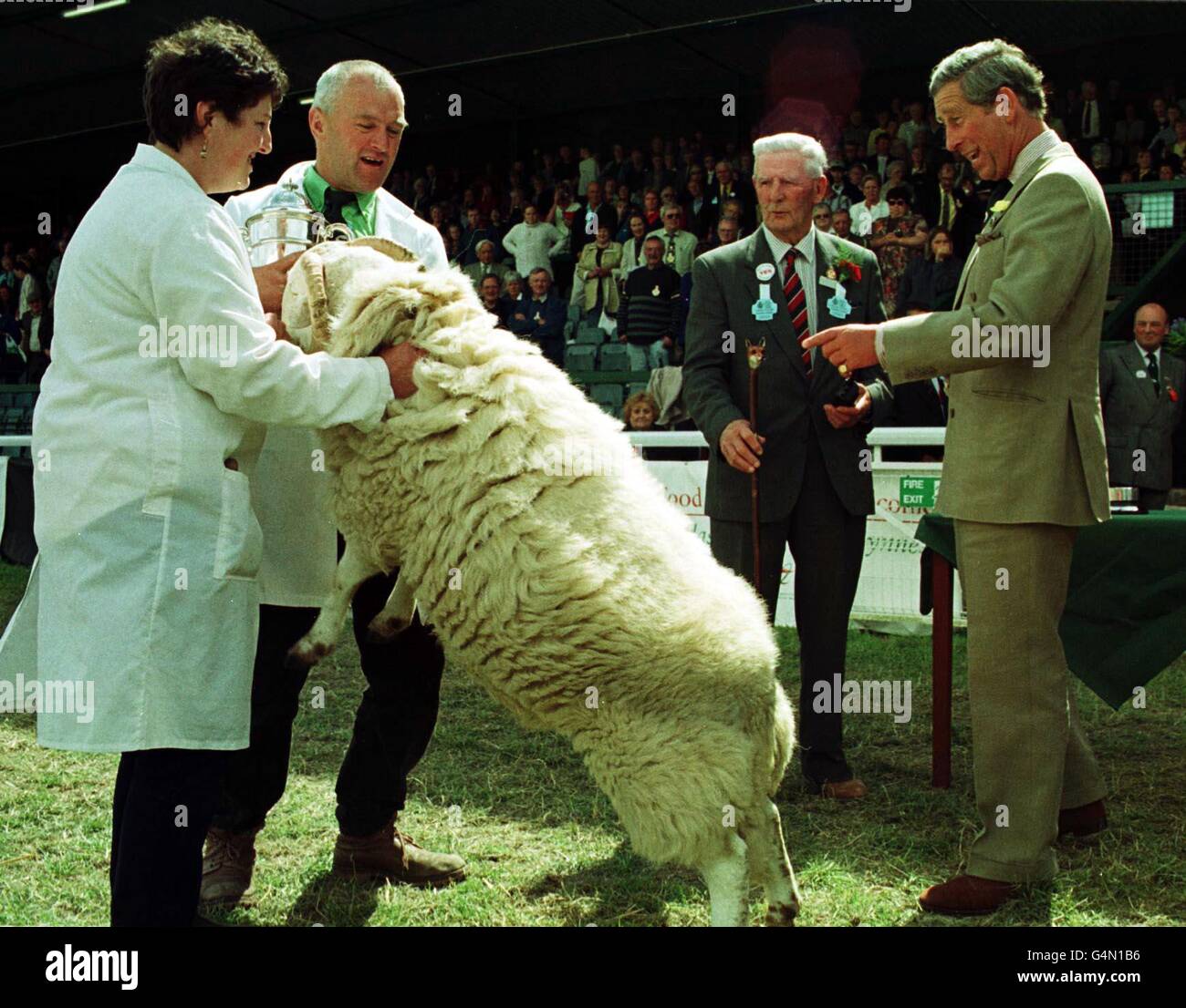 Royal welsh show sheep hi-res stock photography and images - Alamy