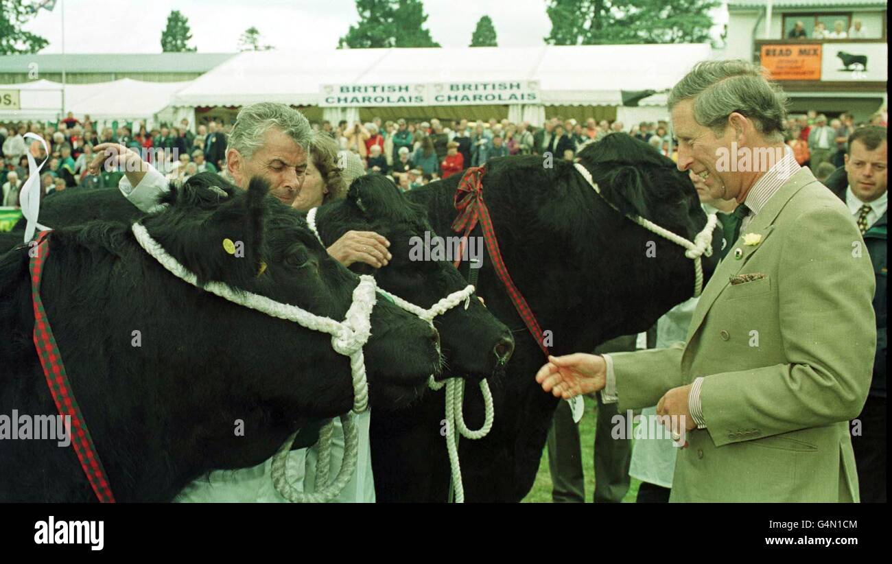 Royal welsh show cattle hi-res stock photography and images - Alamy