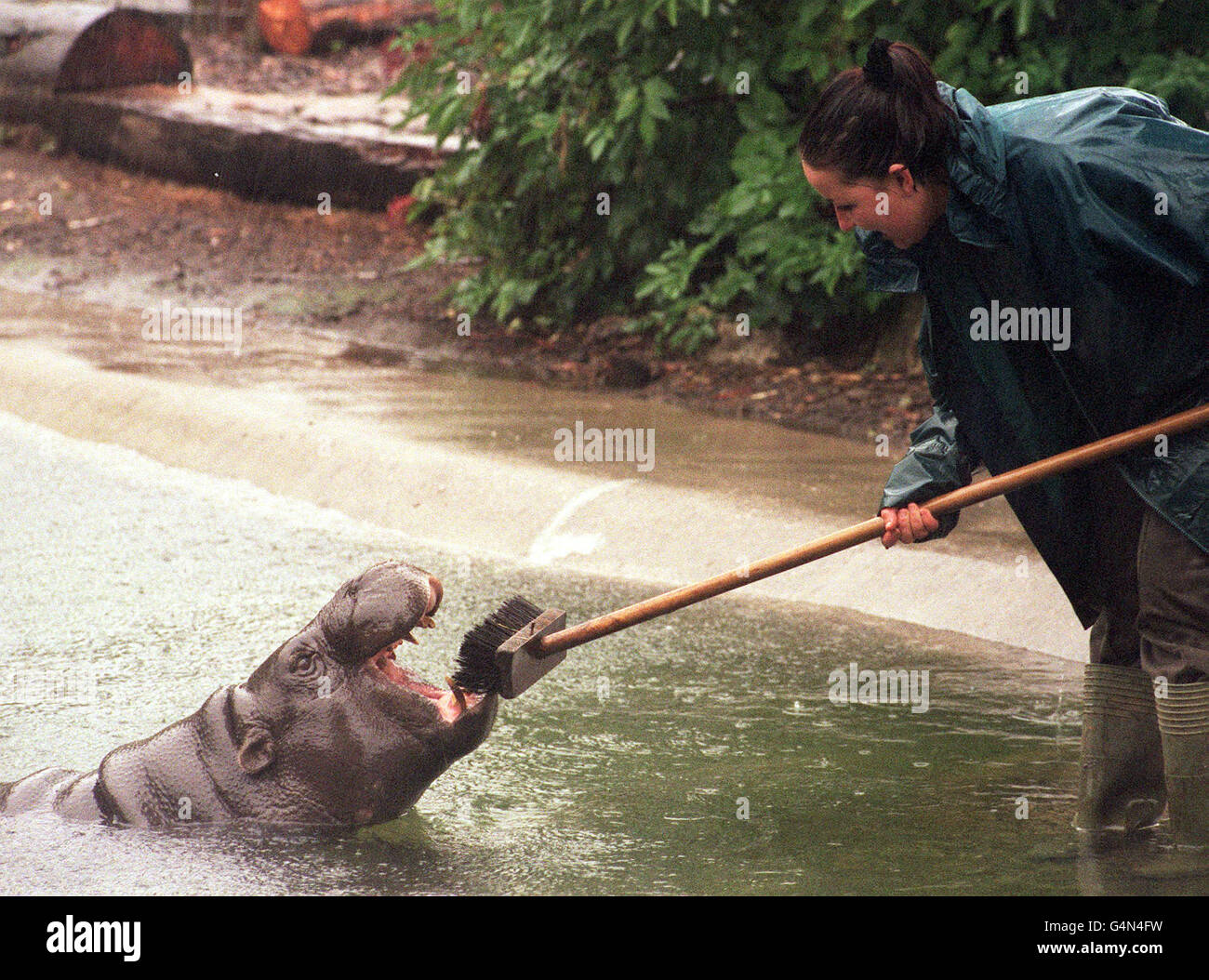 Animal Hippo Nicola Stock Photo - Alamy