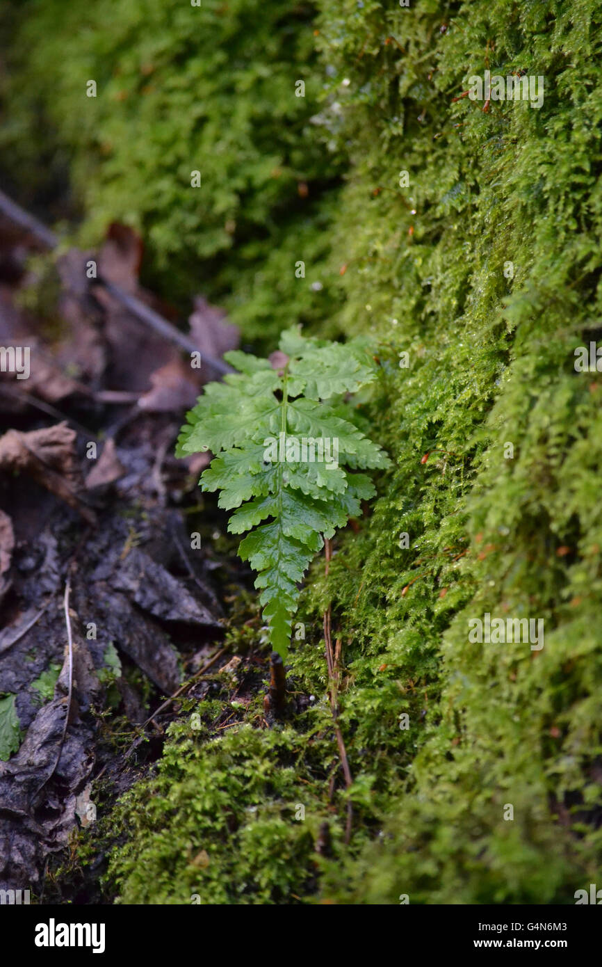 Fern and moss growing in the bark of an old tree Stock Photo - Alamy