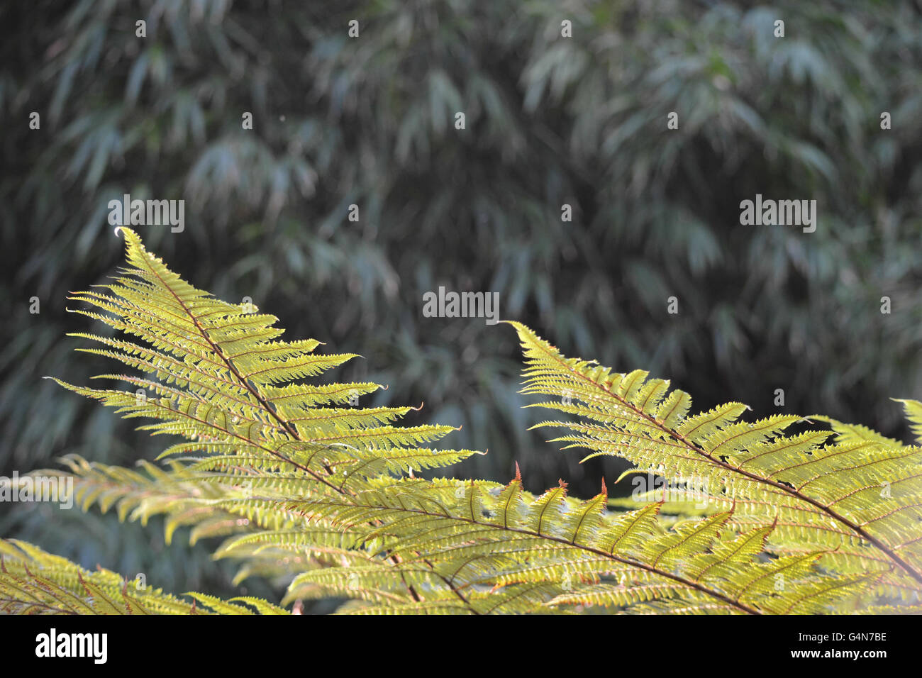 Golden fern leaves contrasting beautifully in shape and colour with the ...
