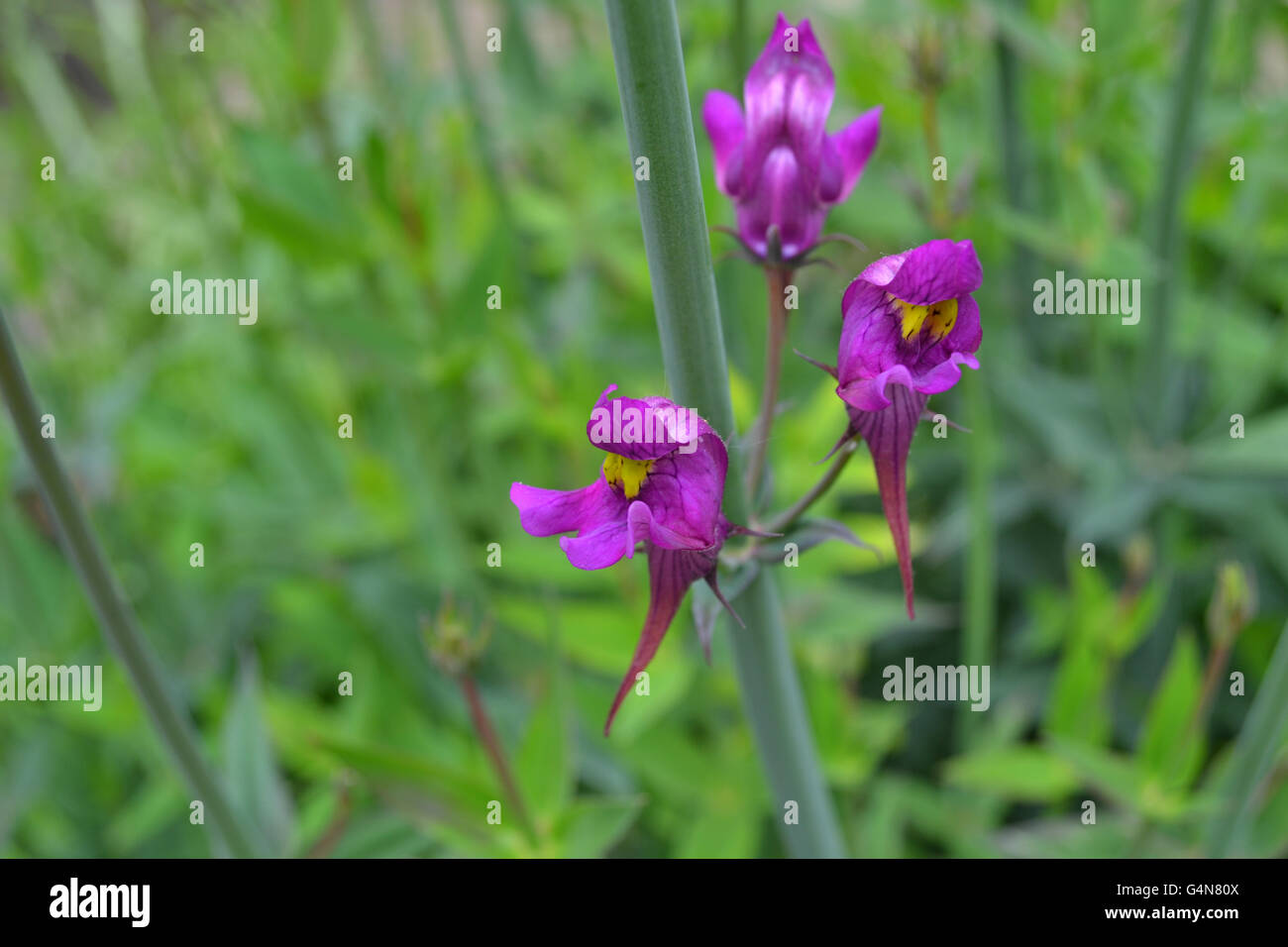 Linaria triornithophora, Three Bird Toadflax in flower, like colourful ...