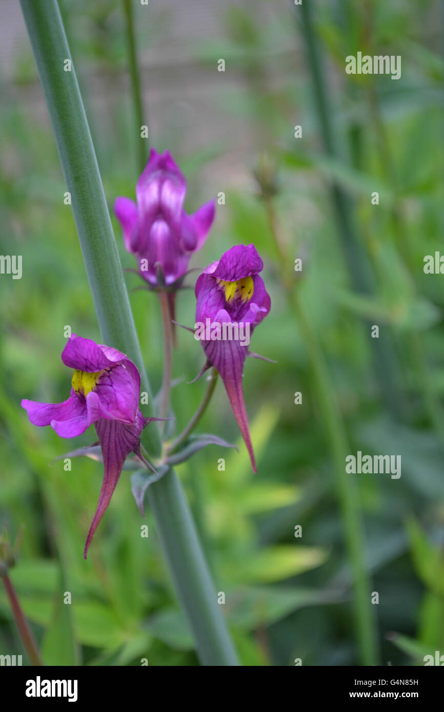 Linaria triornithophora, Three Bird Toadflax in flower, like colourful ...