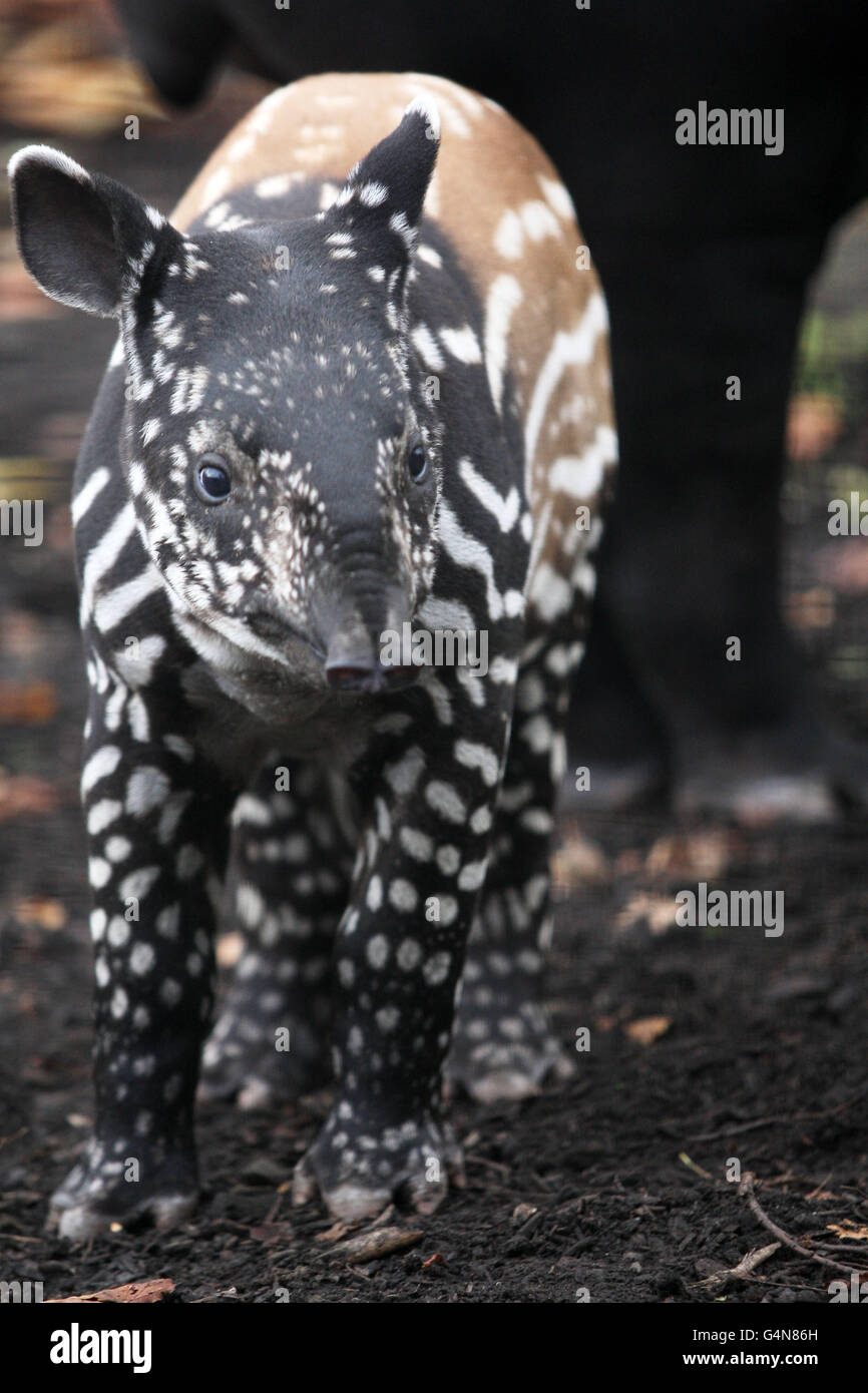 Tapir enclosure hi-res stock photography and images - Alamy