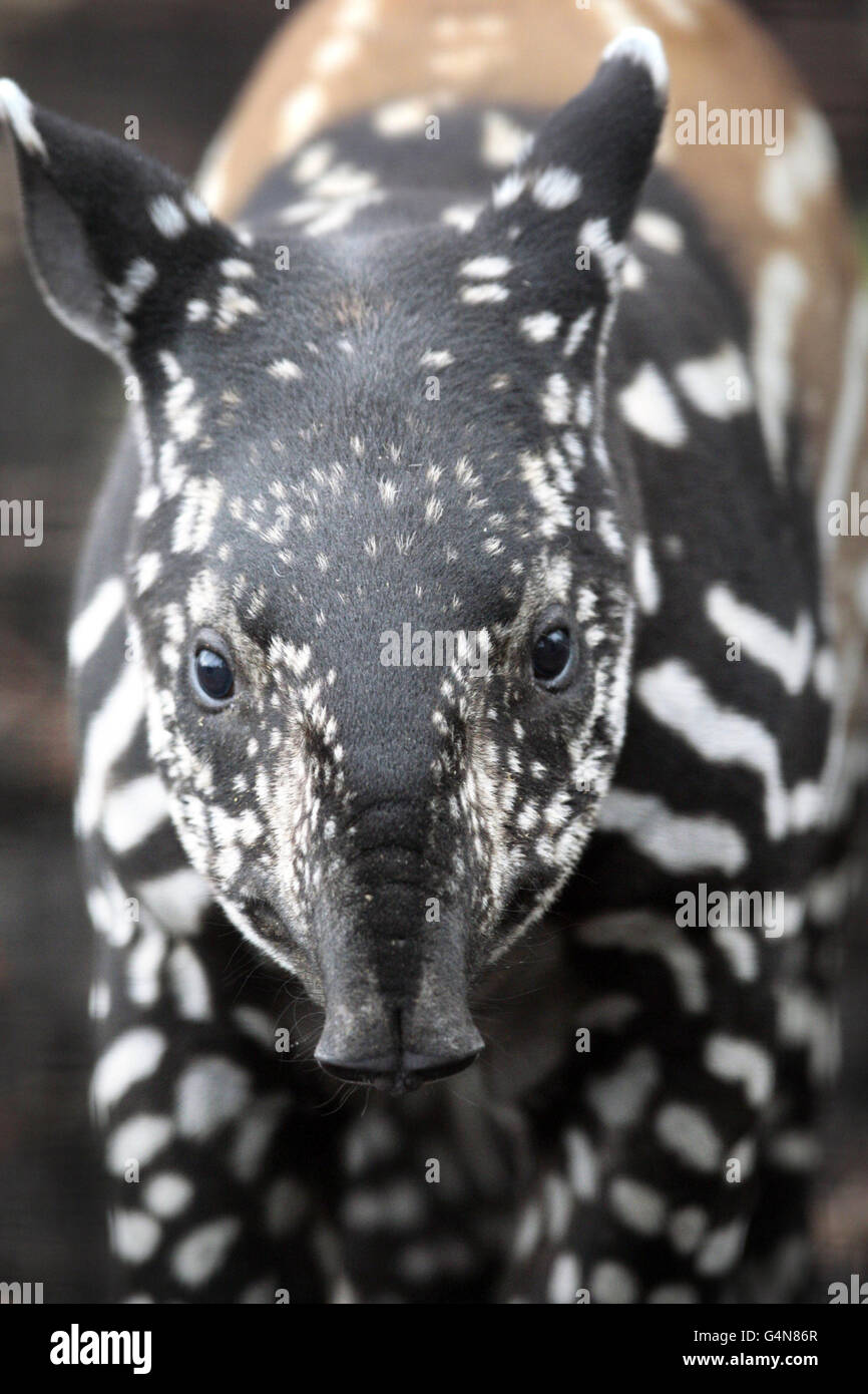 Malayan tapir baby hi-res stock photography and images - Alamy