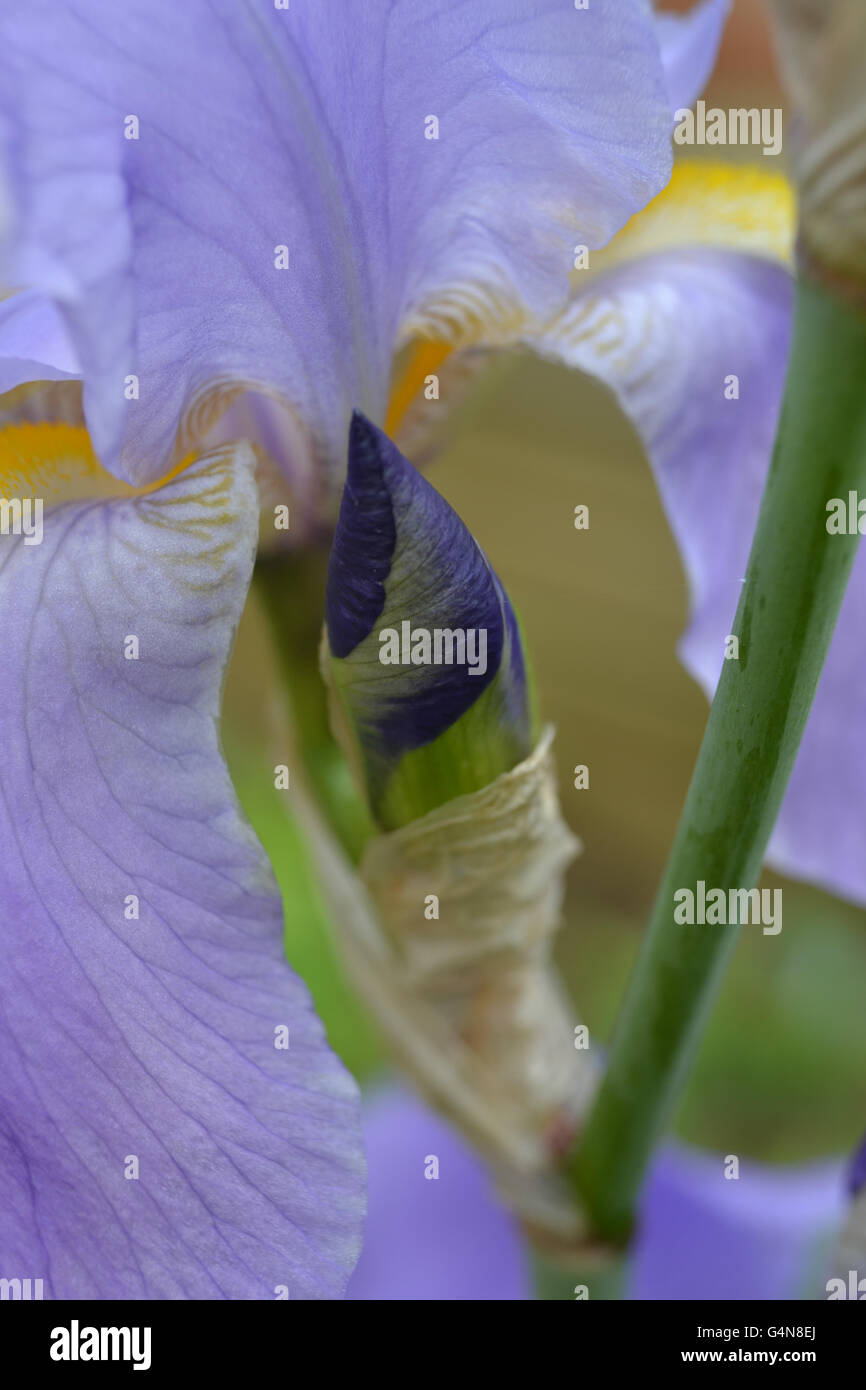 Bud and petals of bearded iris in spring Stock Photo - Alamy