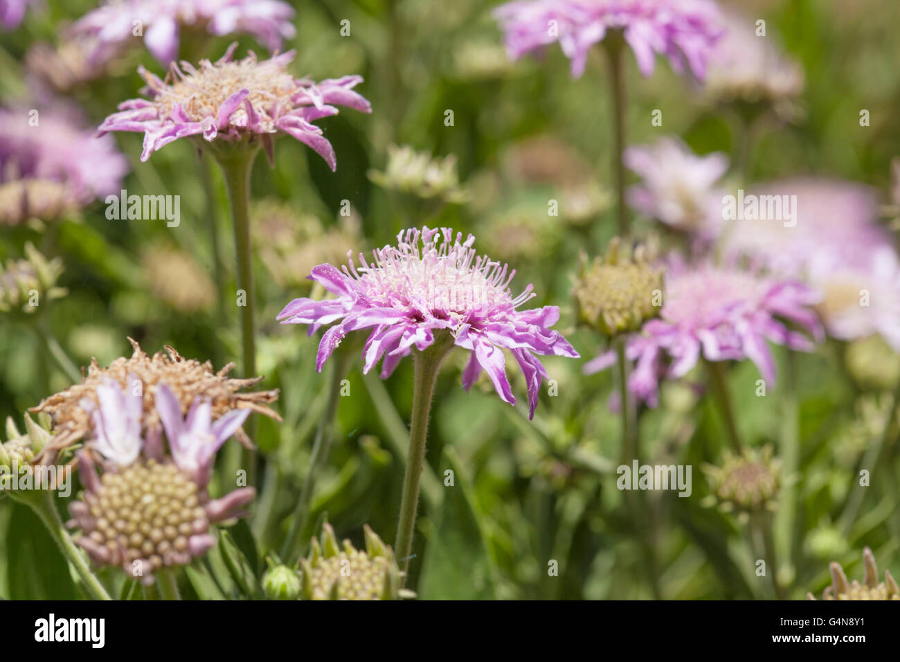 Pterocephalus hi-res stock photography and images - Alamy