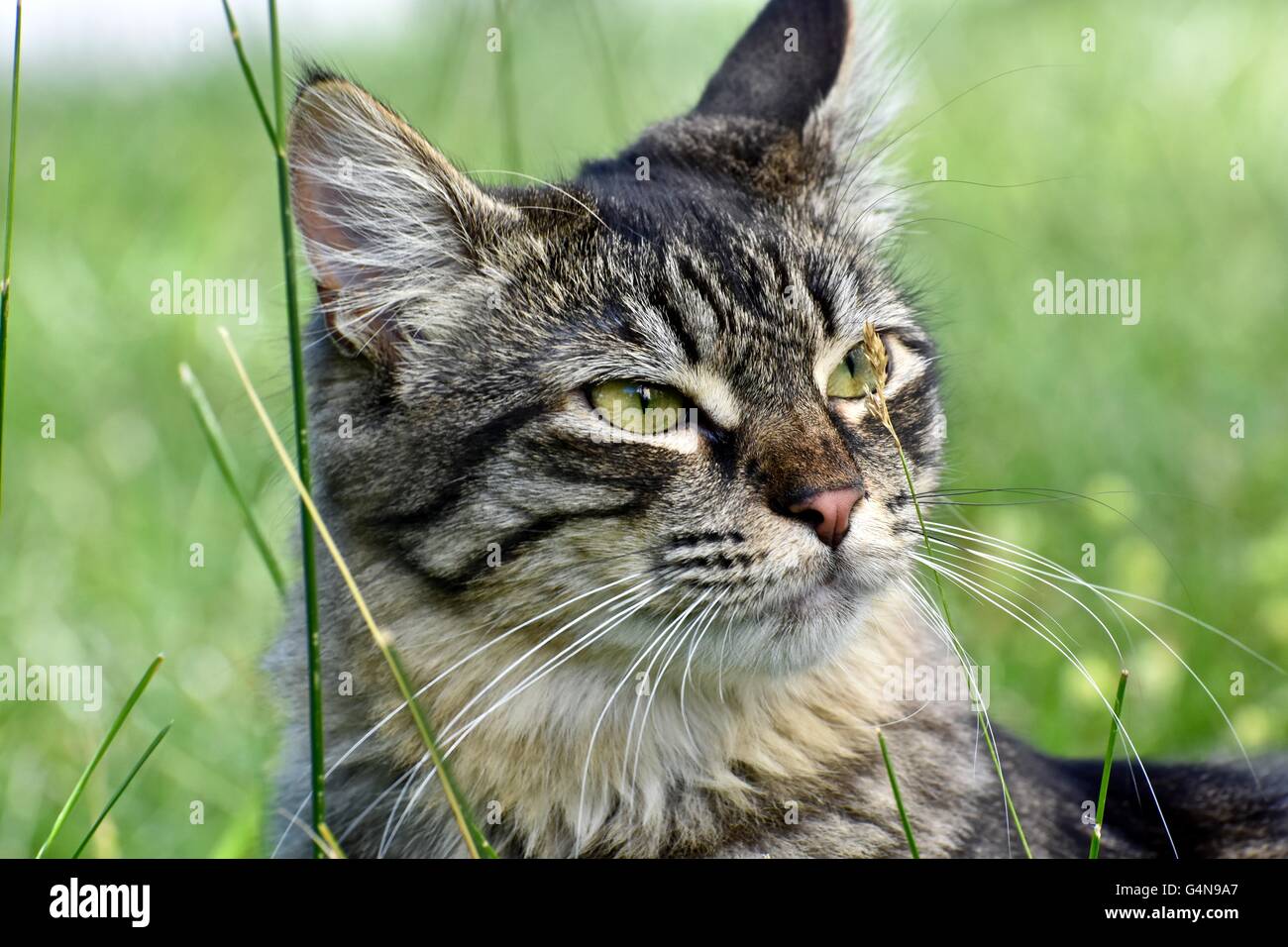 A cute cat playing outside on a nice summer day Stock Photo - Alamy