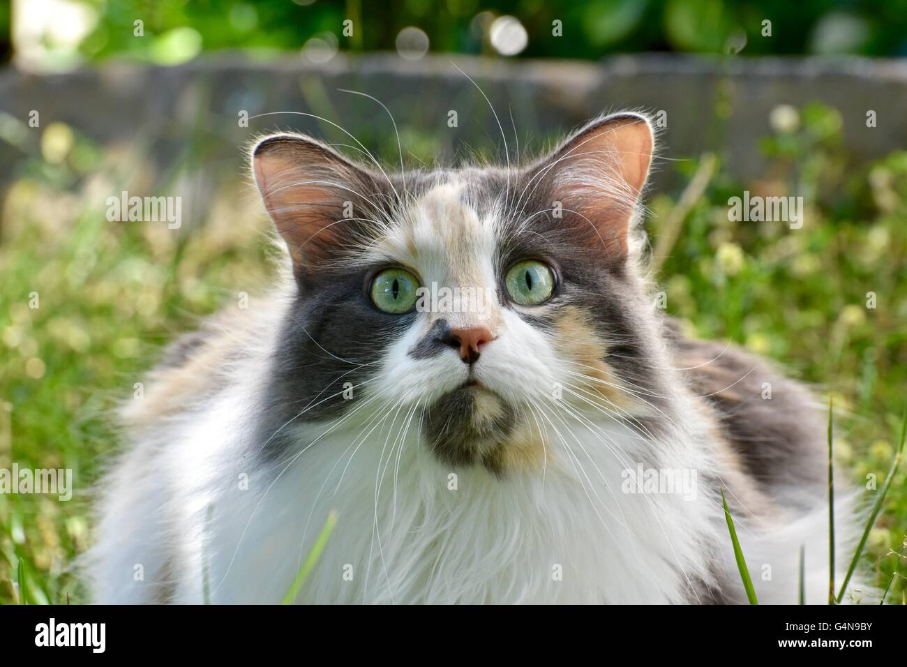 Gorgeous long haired calico cat hi-res stock photography and images - Alamy