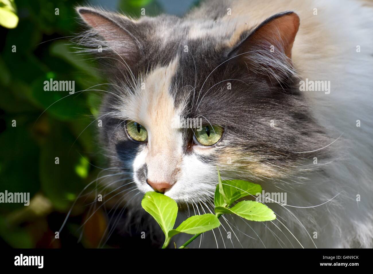 A gorgeous long haired calico cat playing outdoors on a warm summer day ...