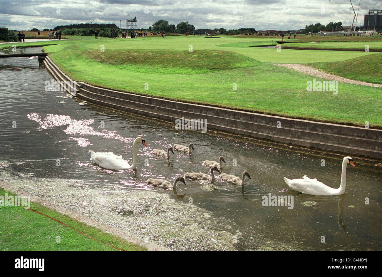 A pair of swans and their cygnets swim in the Barry Burn, the stream ...