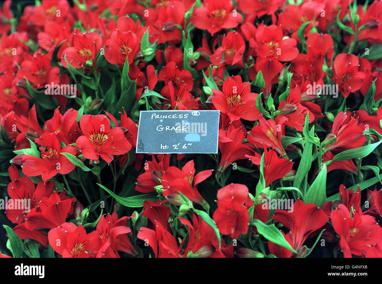 Sandringham Flower Show. Flowers at the Sandringham Flower Show Stock ...