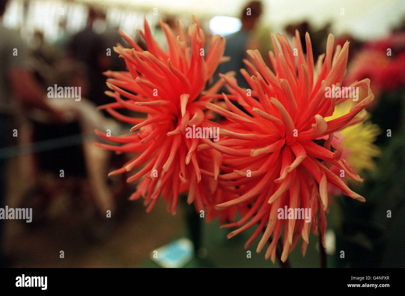 Sandringham flower show flowers hi-res stock photography and images - Alamy