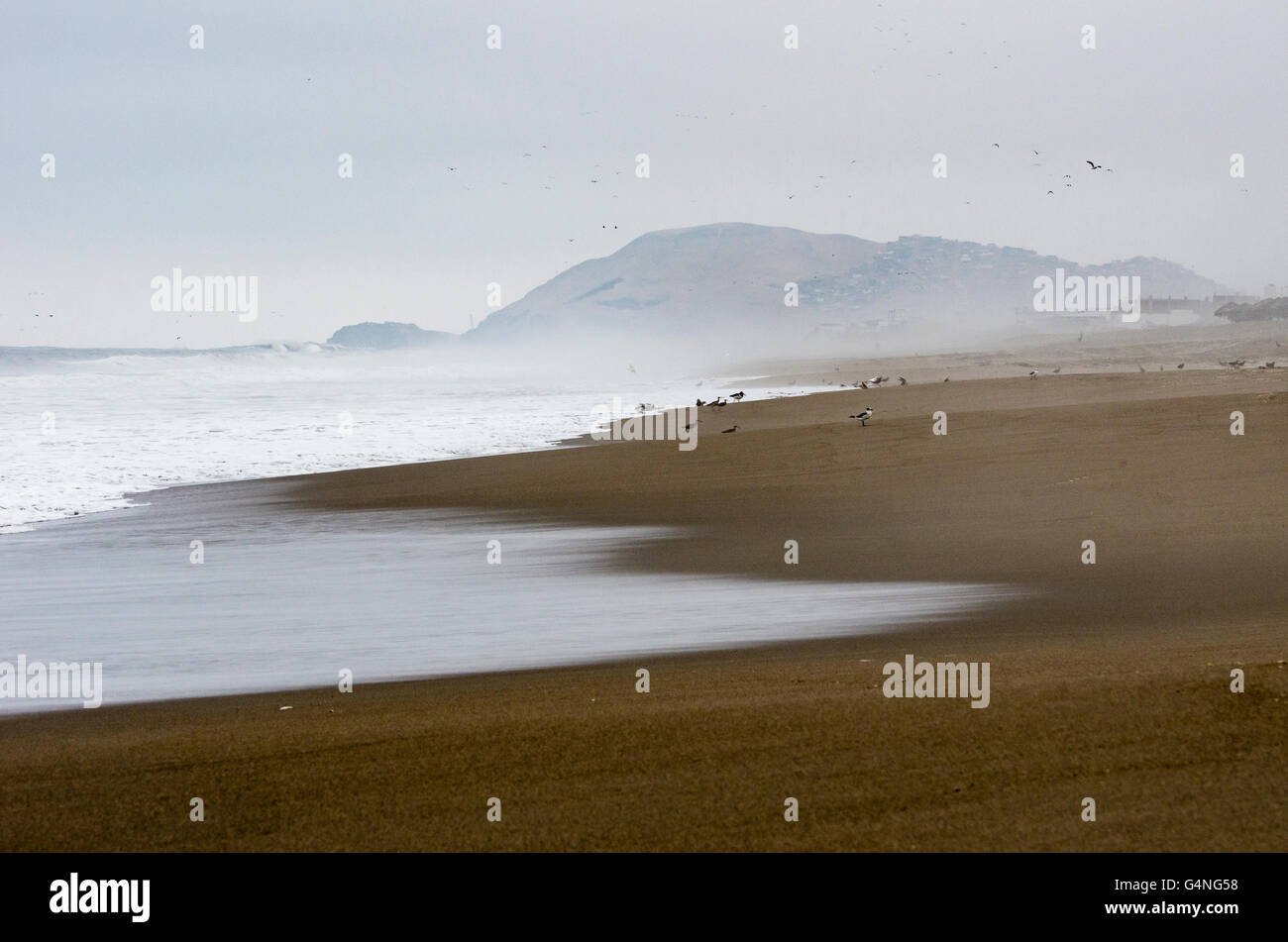 Peru lima environment fauna hi-res stock photography and images - Alamy