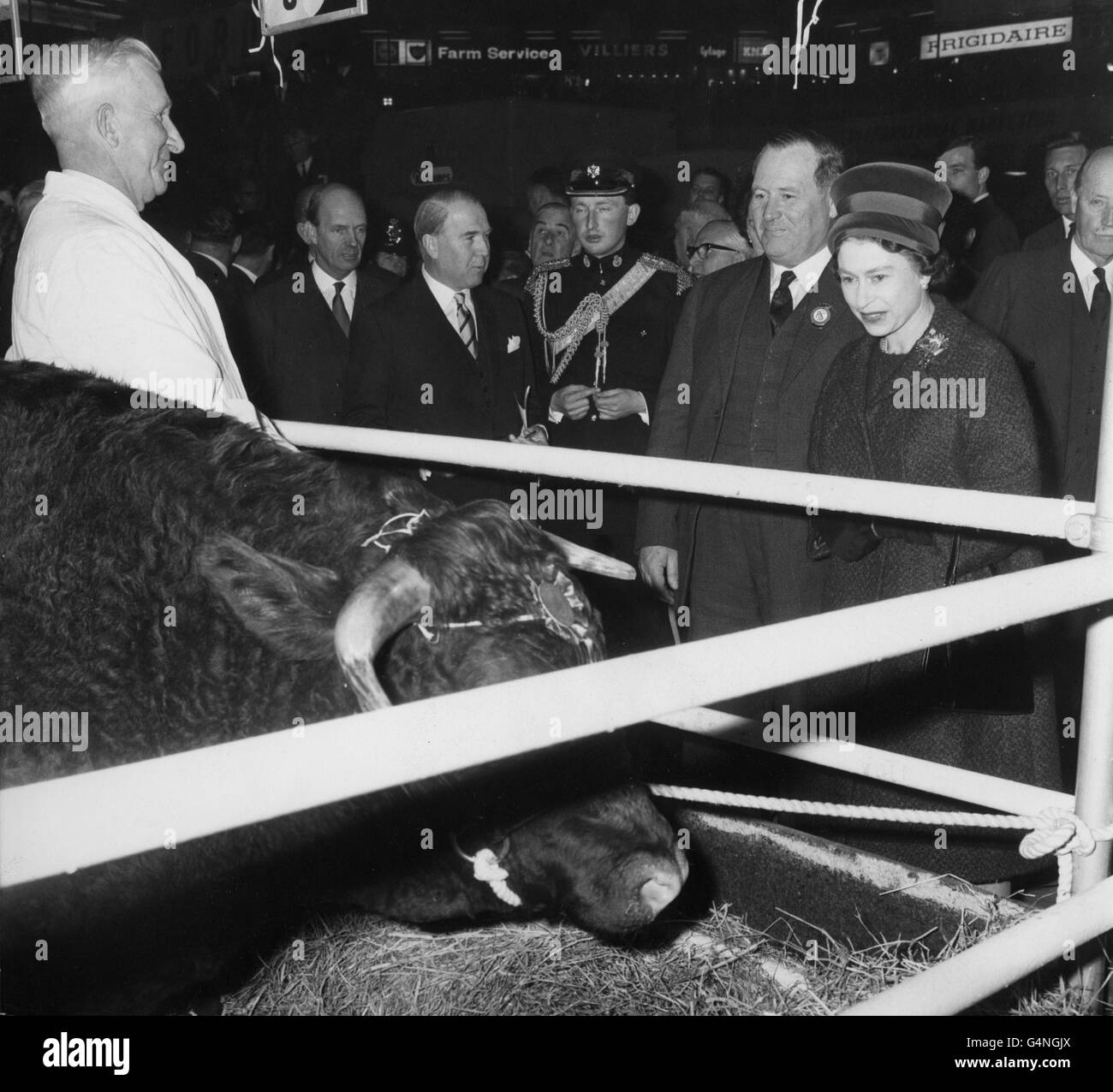 Queen Elizabeth II inspects one of the Prince of Wales's Devon steers ...