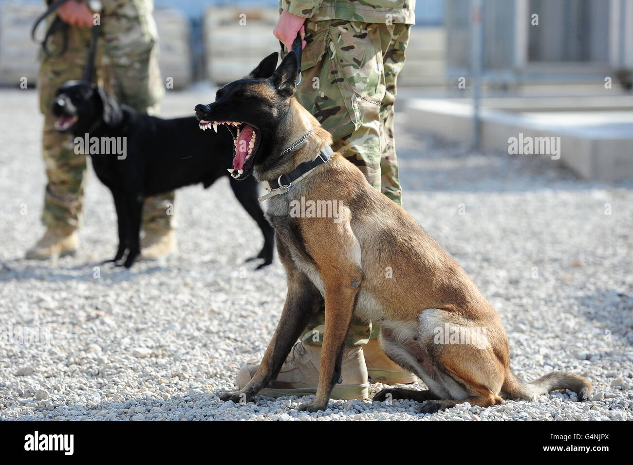 Private Richard Shipton 24 from Horsham, Sussex watches while Dama the ...