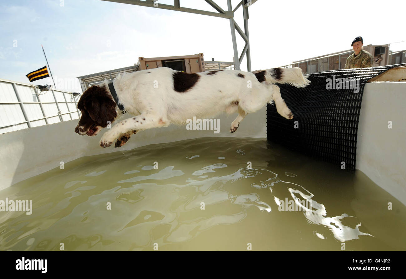 Charlie, the Springer Spaniel sniffer dog enjoys a swim at the dog ...