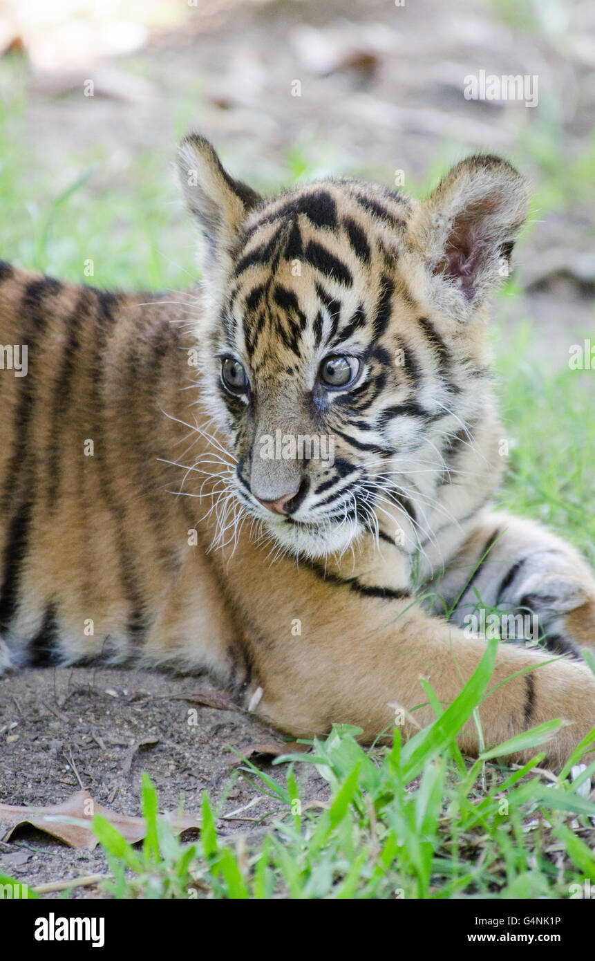 Cute Baby Liger Cubs