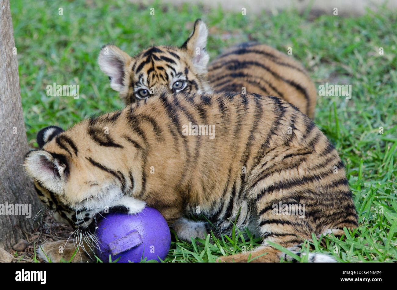 Two three months old Sumatran tiger cub playing in the grass in ...