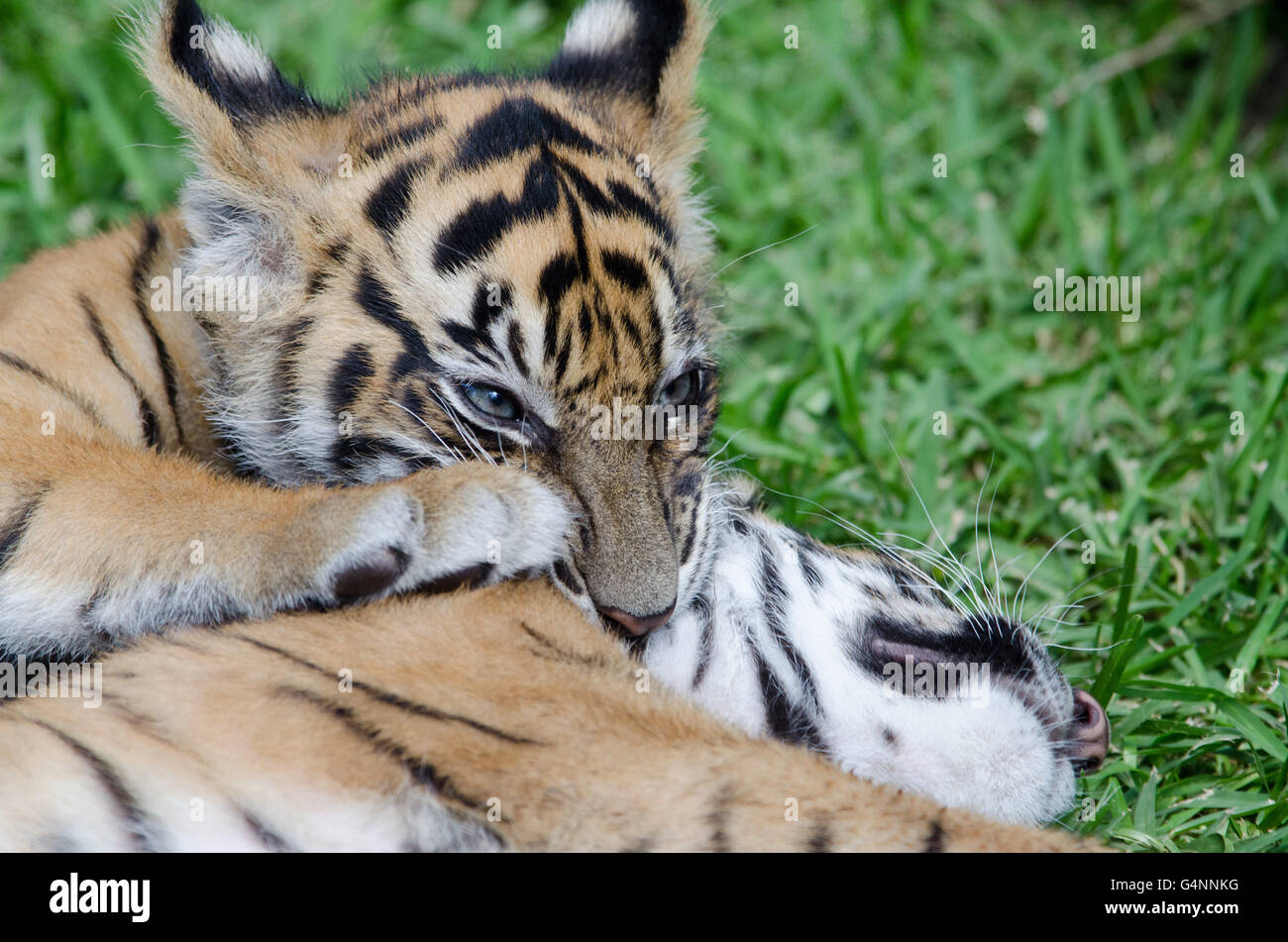 Two three months old Sumatran tiger cub playing in the grass in ...
