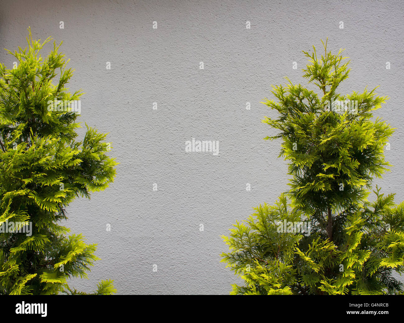 Pine trees in front of wall Stock Photo - Alamy