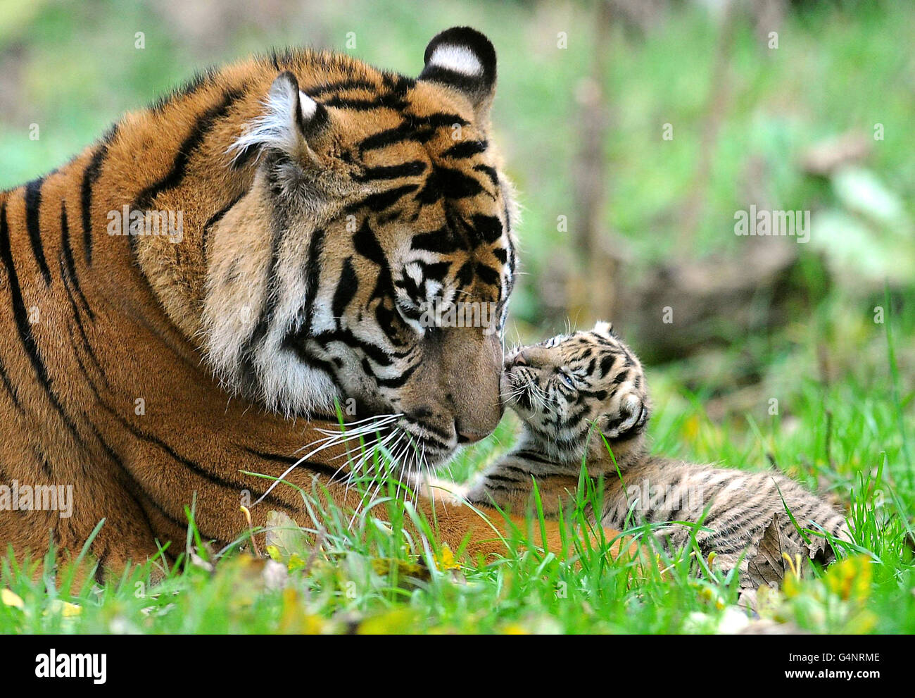 Tiger cubs make debut Stock Photo - Alamy
