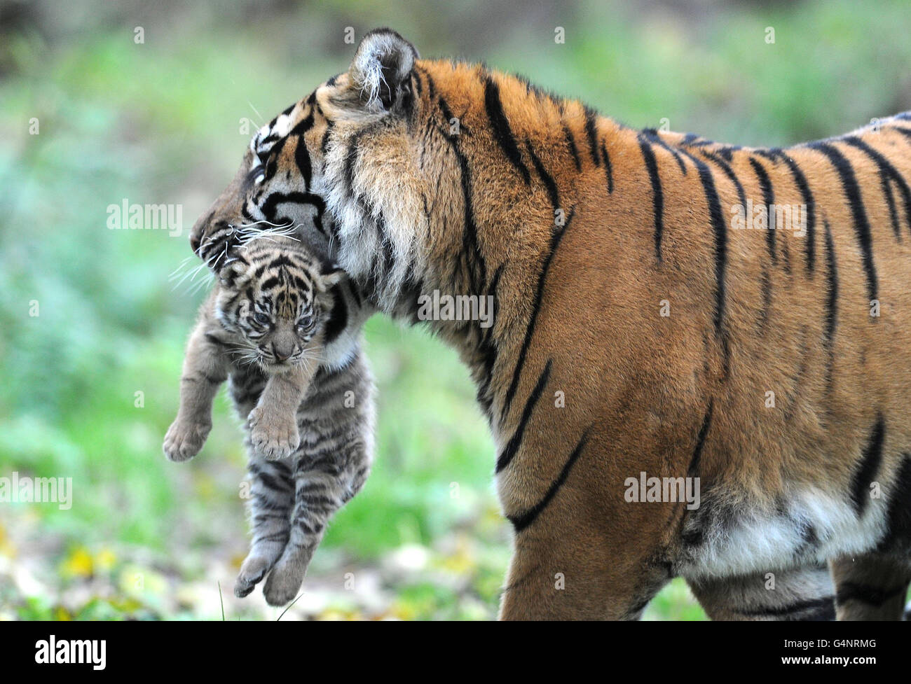 Tiger cubs make debut Stock Photo - Alamy