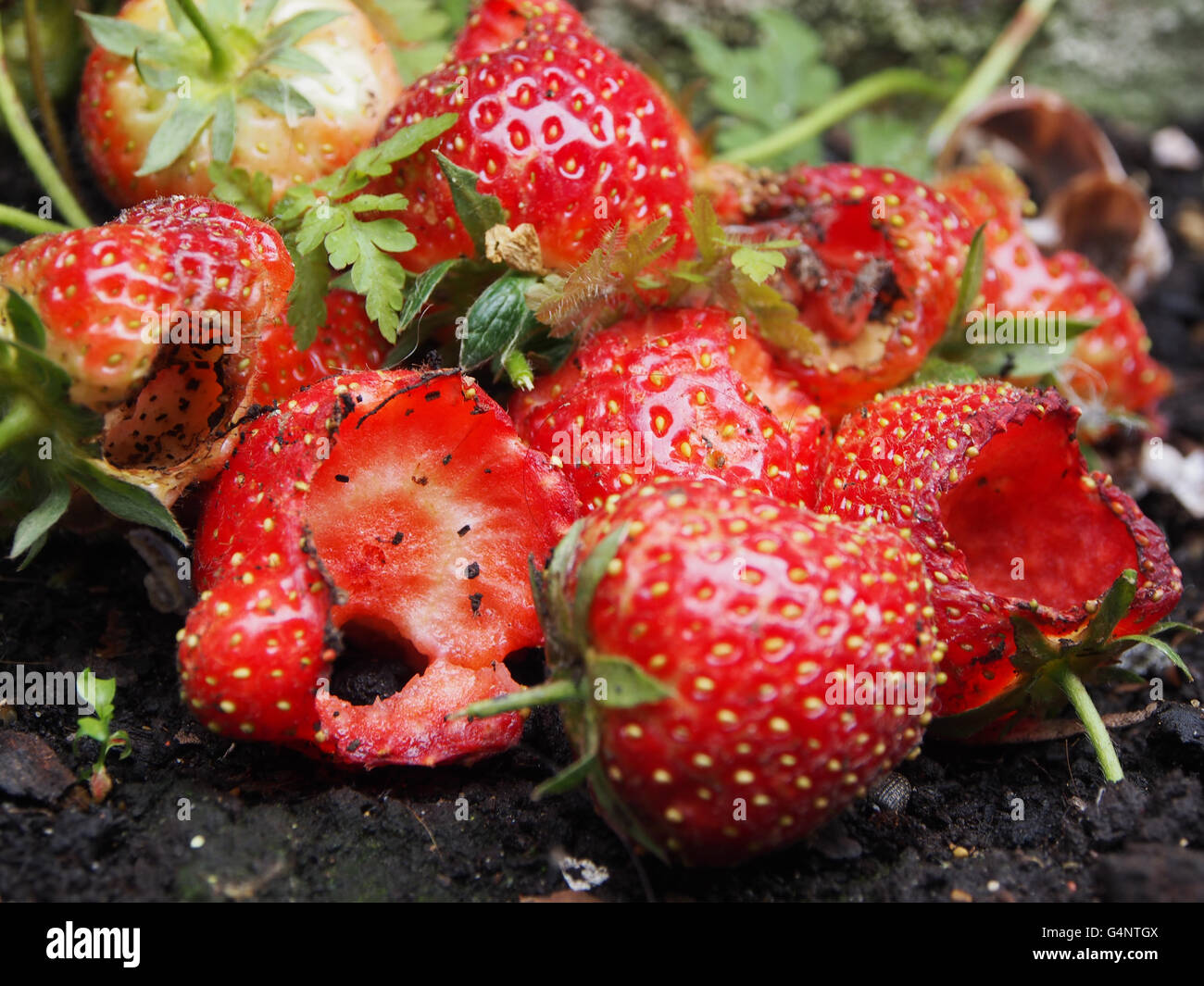 ruined garden strawberries, eaten by pests Stock Photo - Alamy