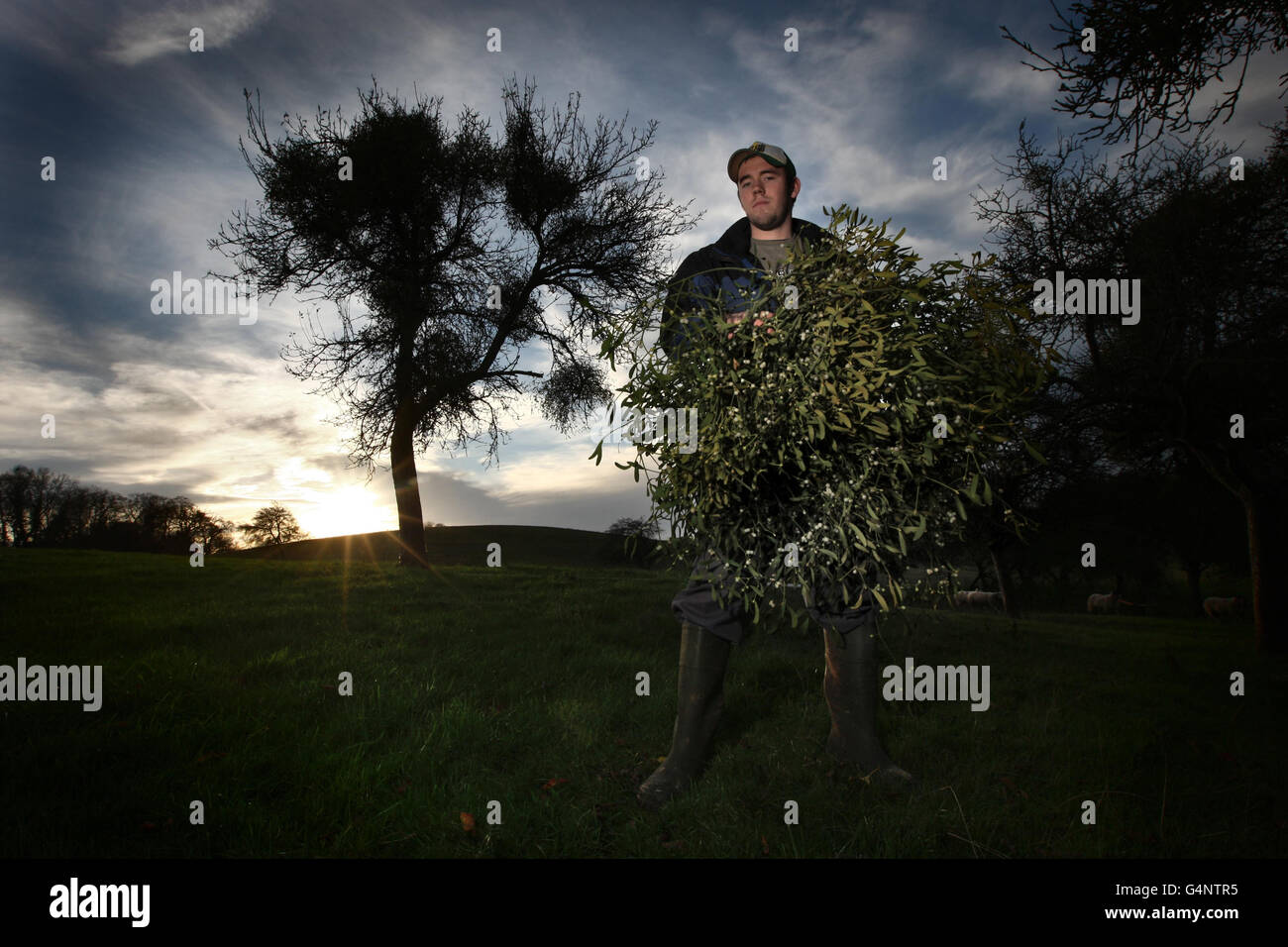 STANDALONE PHOTO: Farmer Mark Adams gathers mistletoe from apple trees ...