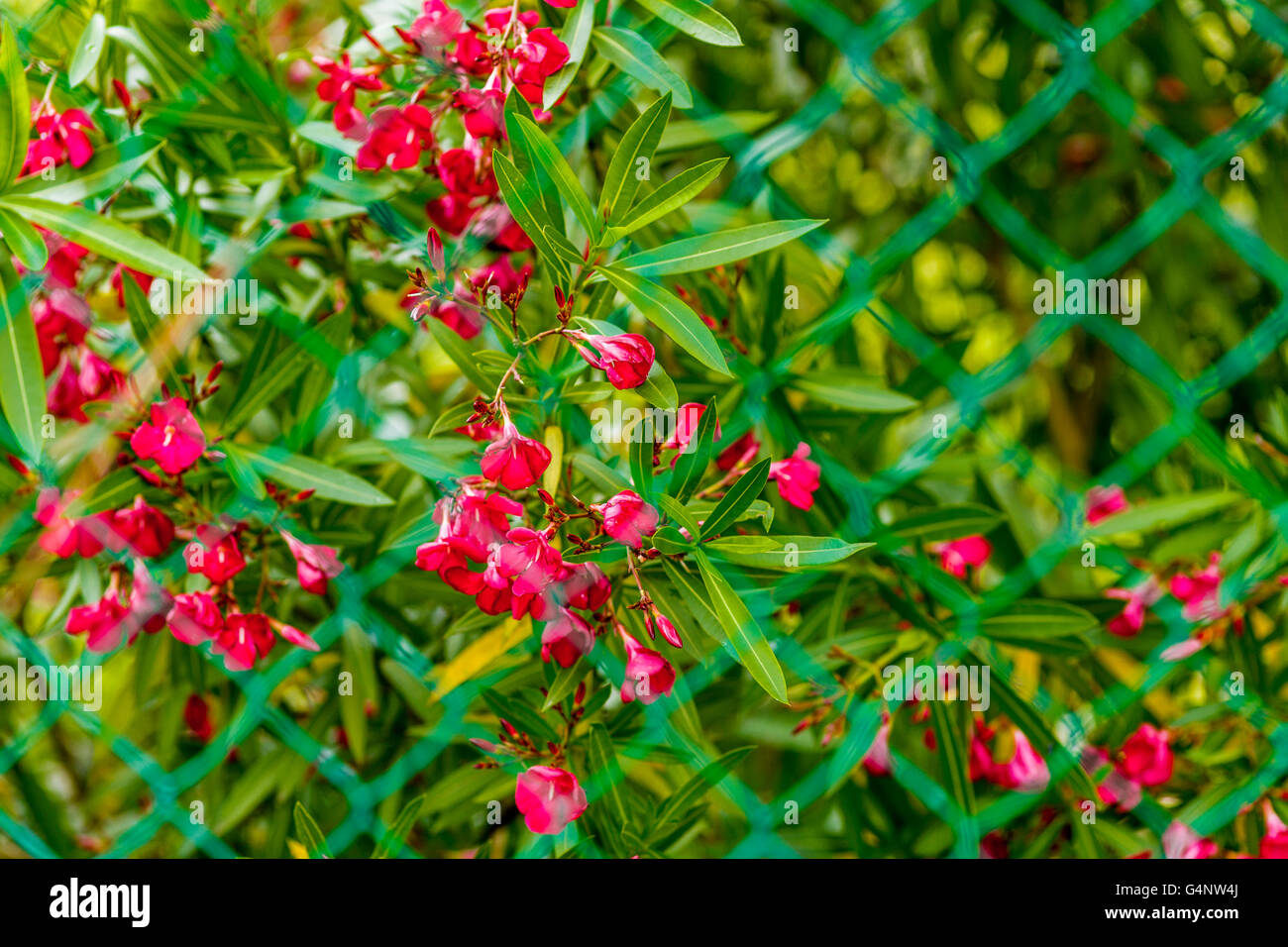 Wire mesh leaves hi-res stock photography and images - Alamy