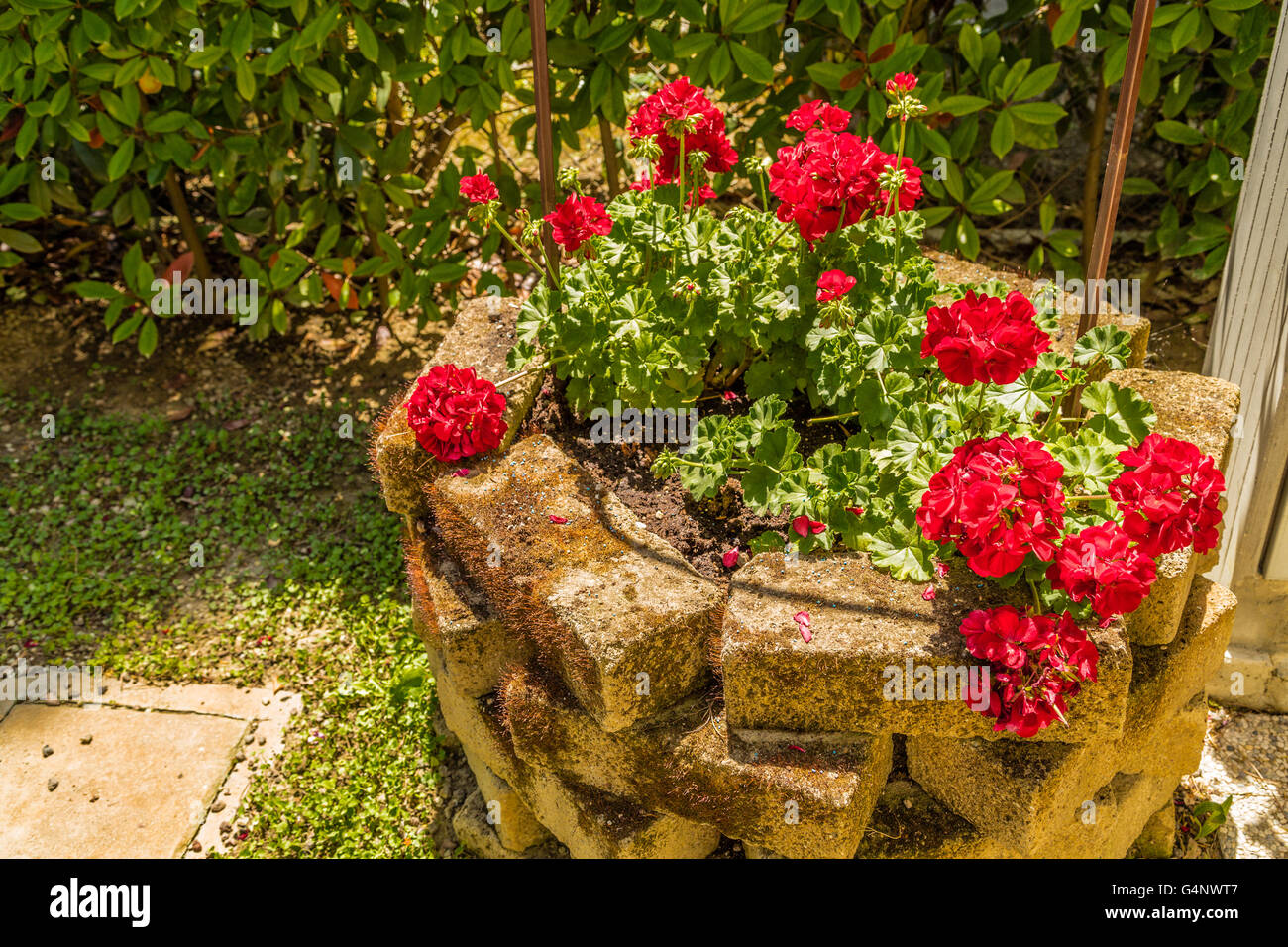red geraniums in a brick pit Stock Photo - Alamy