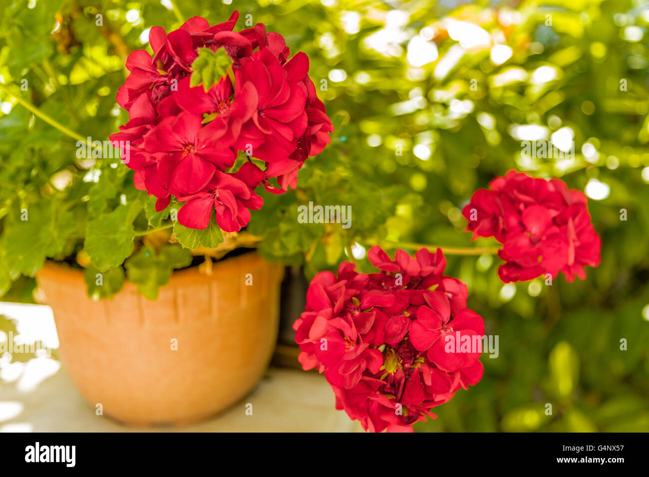 red geraniums in a pot Stock Photo - Alamy