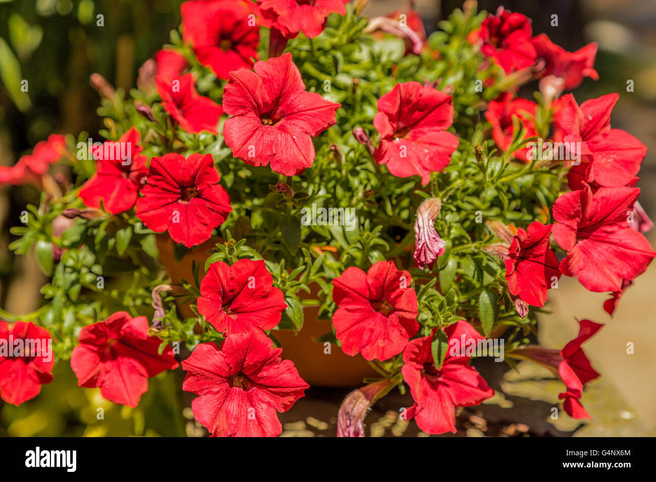 Red geraniums in pot hi-res stock photography and images - Alamy