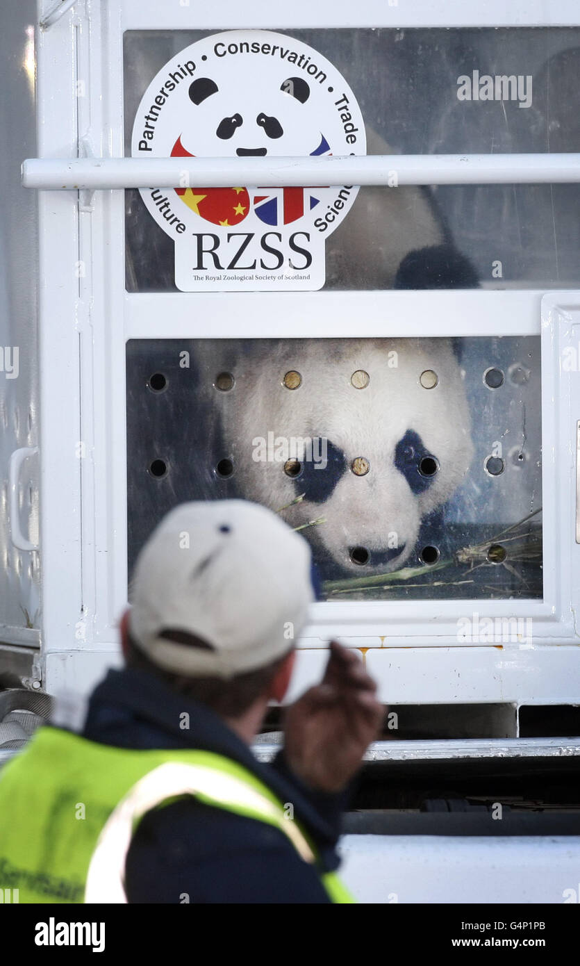 Pandas land in UK Stock Photo - Alamy