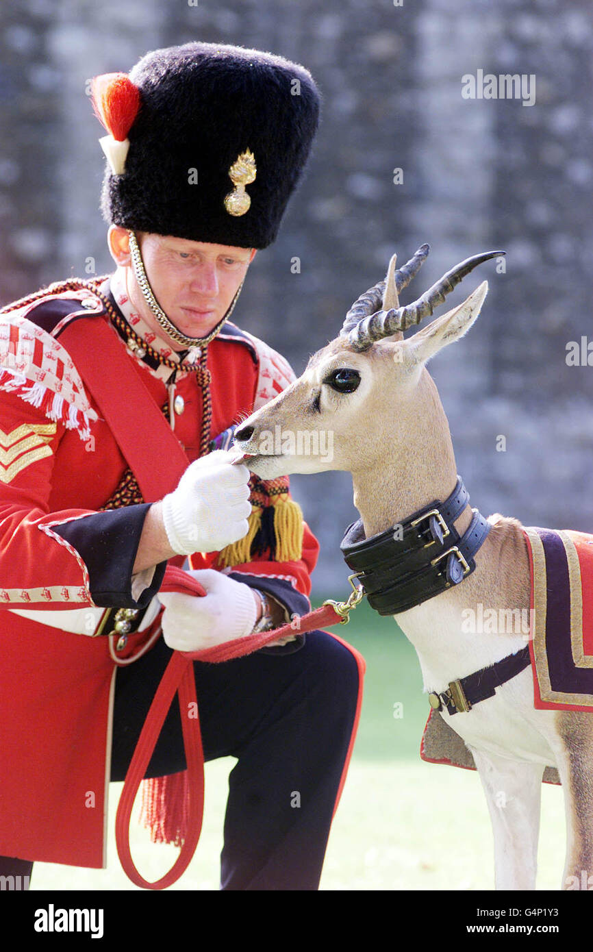 Sgt Paul Martin feeds Bobby the antelope, who has taken up residence at ...