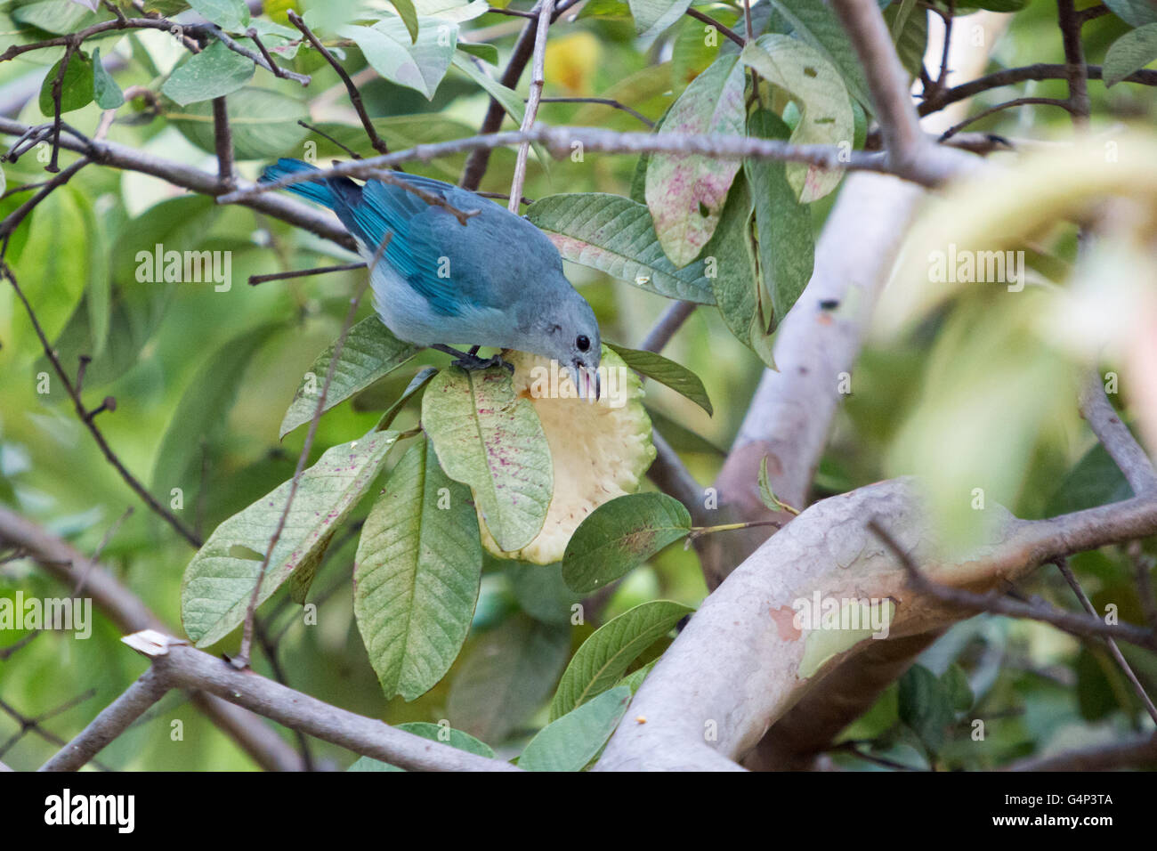 Asuncion, Paraguay. 18th June, 2016. A Sayaca tanager (Thraupis sayaca ...