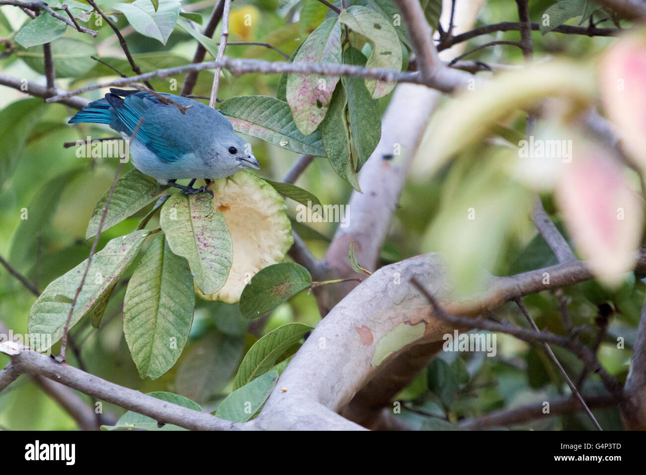 Asuncion, Paraguay. 18th June, 2016. A Sayaca tanager (Thraupis sayaca ...