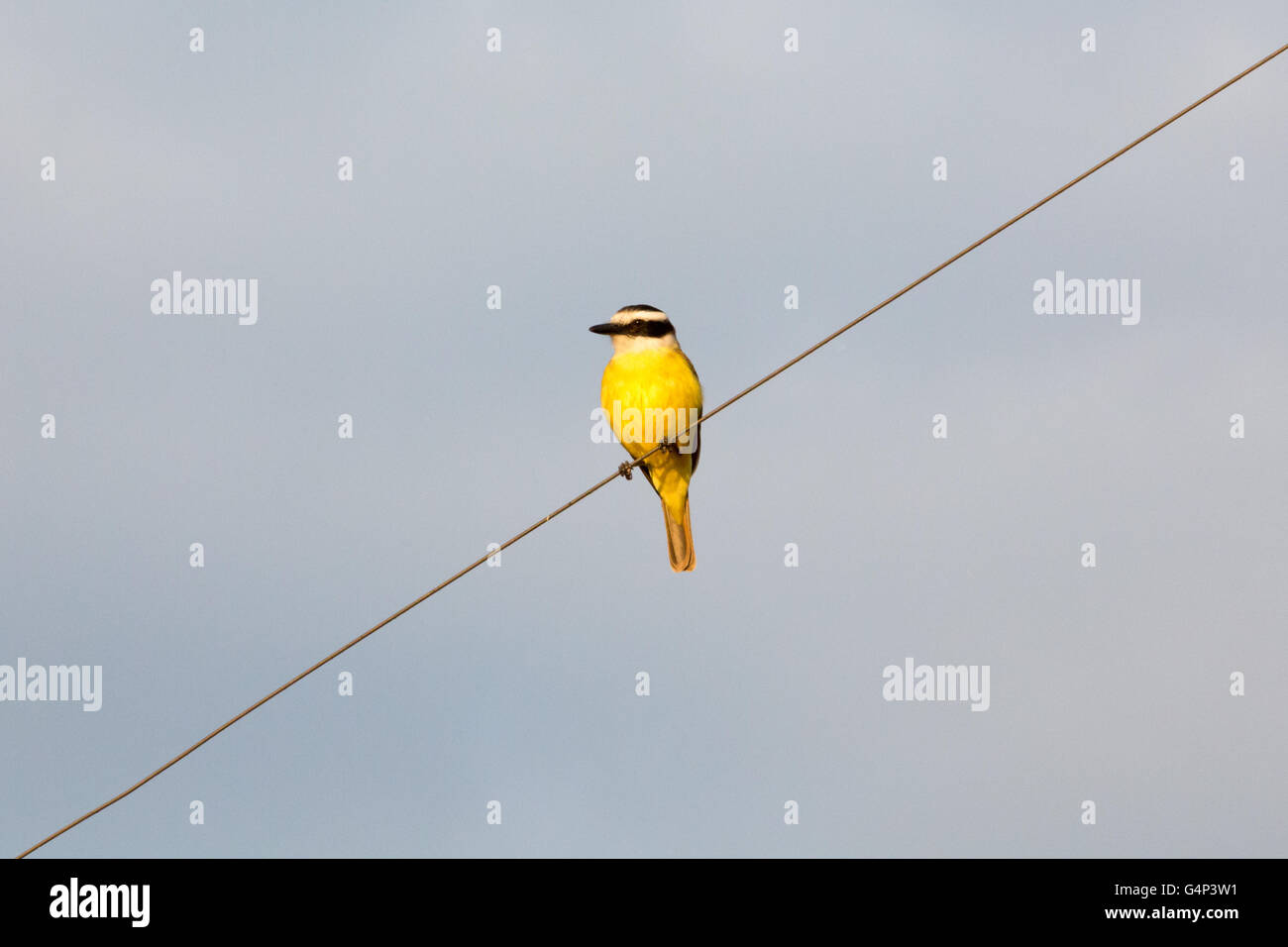 Asuncion, Paraguay. 18th June, 2016. A Great kiskadee (Pitangus ...