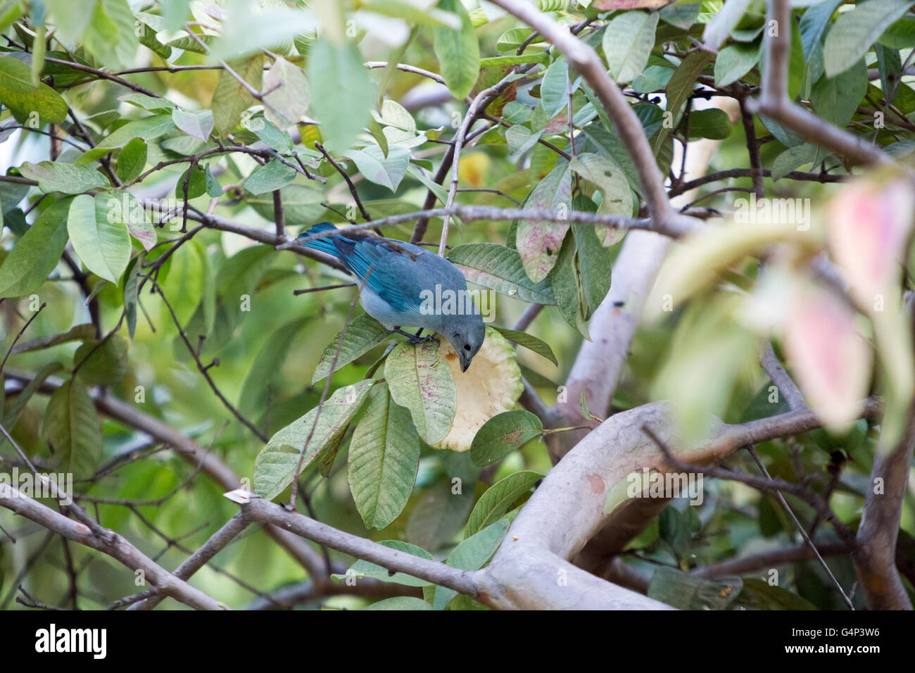 Asuncion, Paraguay. 18th June, 2016. A Sayaca tanager (Thraupis sayaca ...