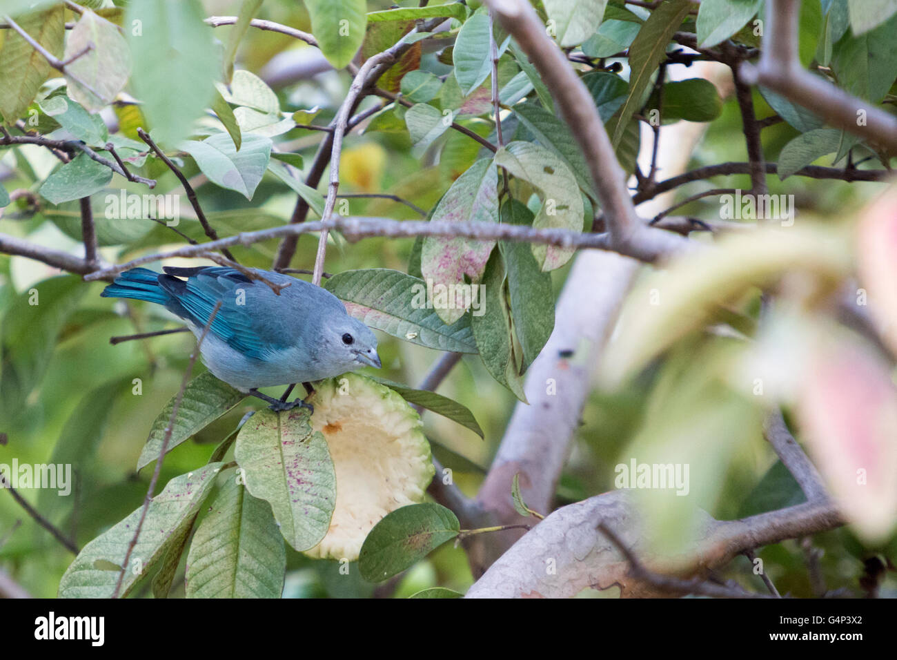 Asuncion, Paraguay. 18th June, 2016. A Sayaca tanager (Thraupis sayaca ...