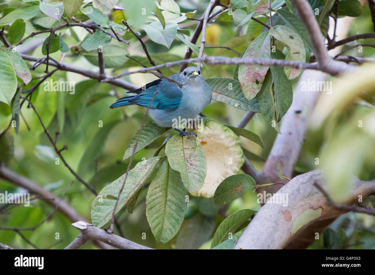 Asuncion, Paraguay. 18th June, 2016. A Sayaca tanager (Thraupis sayaca ...