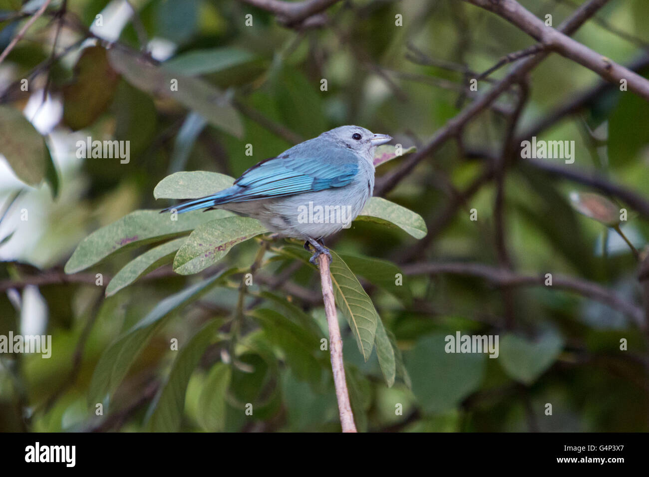 Asuncion, Paraguay. 18th June, 2016. A Sayaca tanager (Thraupis sayaca ...