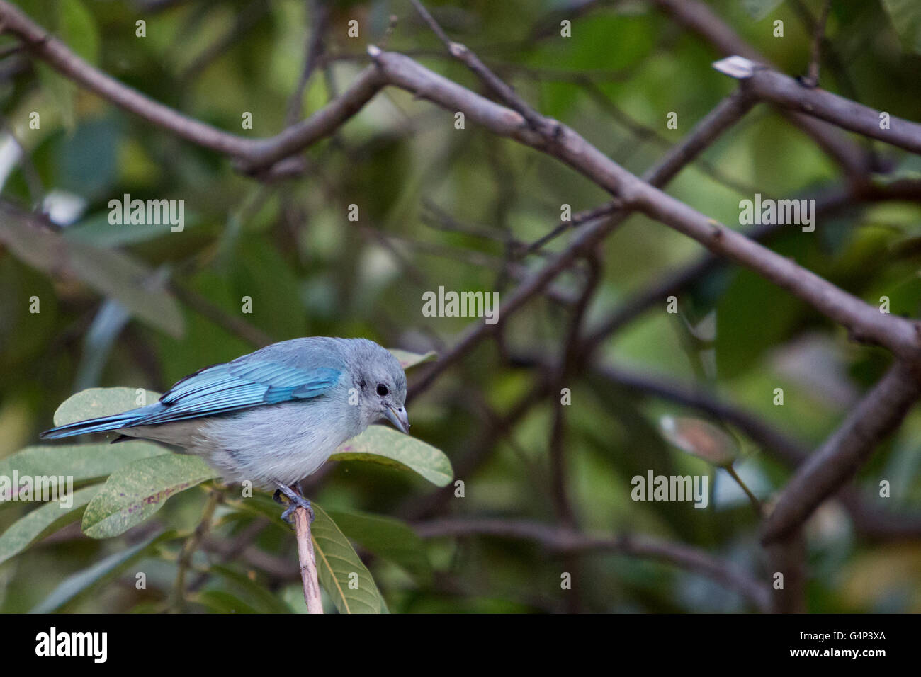 Asuncion, Paraguay. 18th June, 2016. A Sayaca tanager (Thraupis sayaca ...