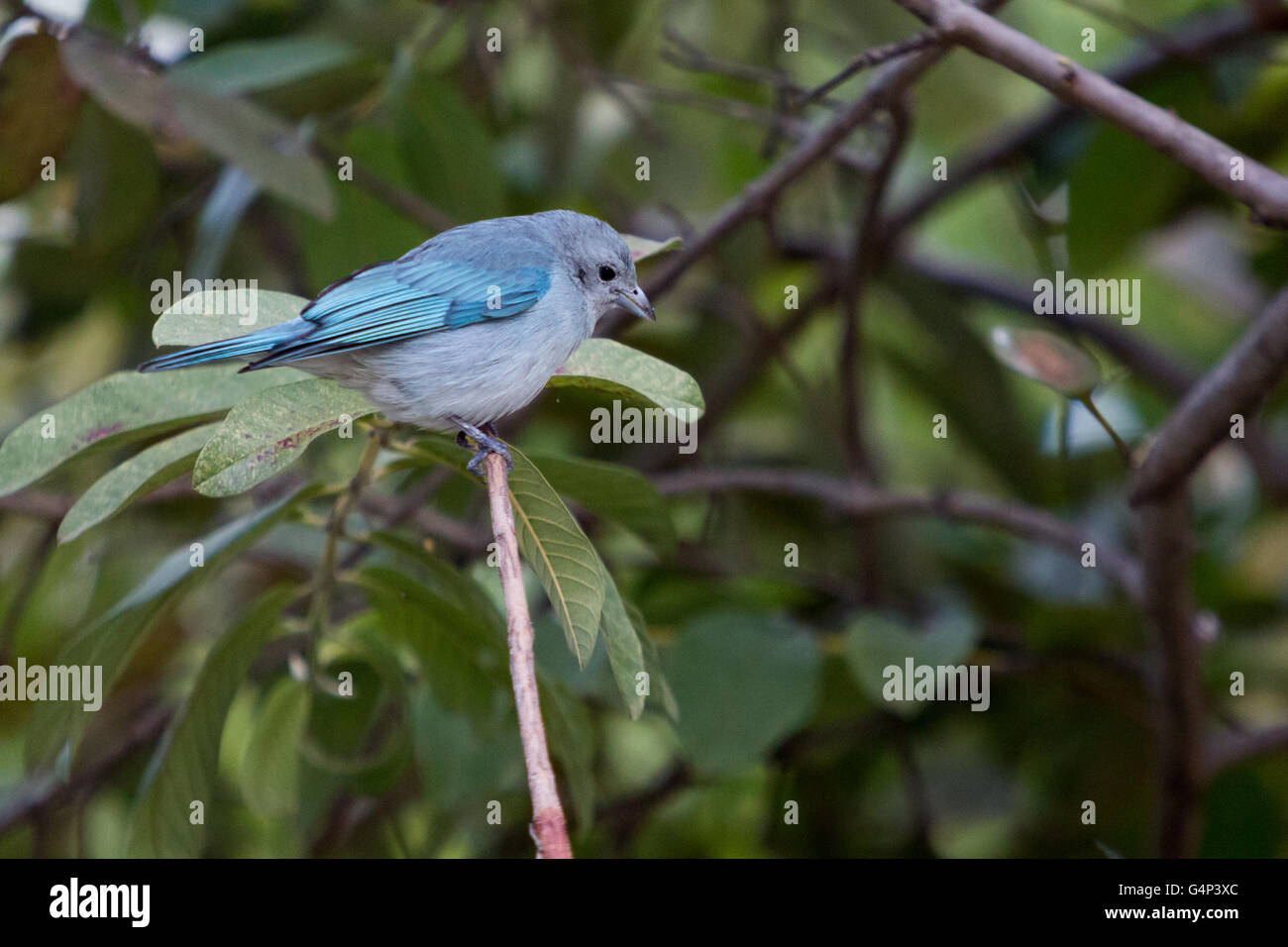 Asuncion, Paraguay. 18th June, 2016. A Sayaca tanager (Thraupis sayaca ...